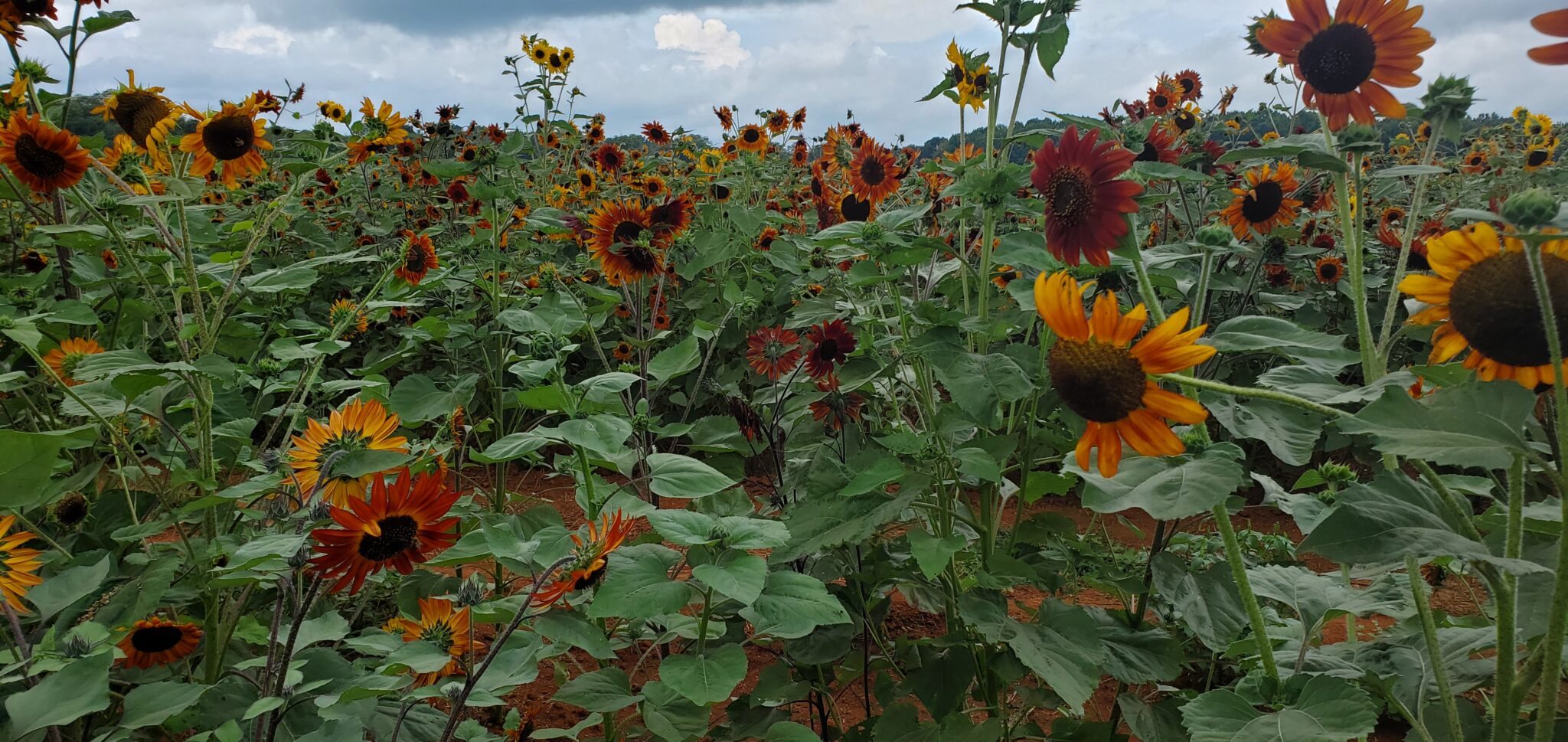 Pick Your Own Sunflowers | We Are Huntsville