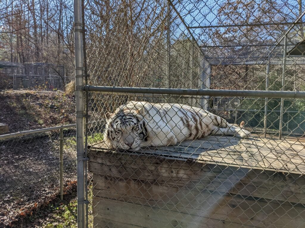 Tigers for Tomorrow | We Are Huntsville