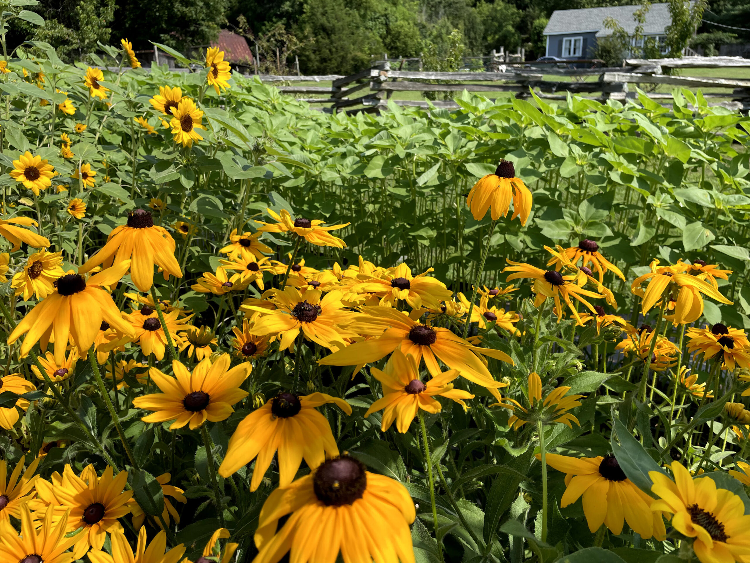 Field + Forage | We Are Huntsville