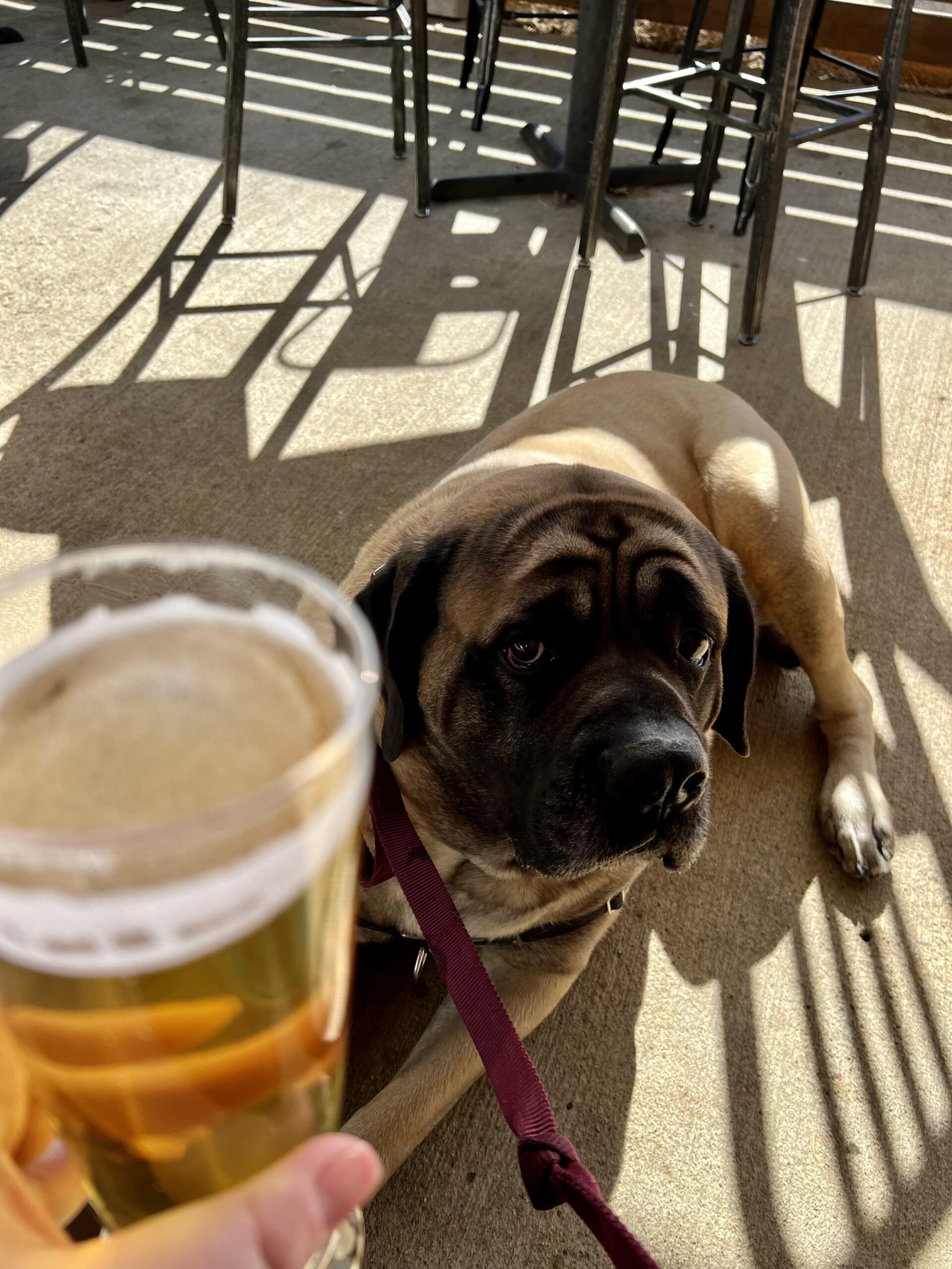 Best Places to Grab a Beer with Your Dog | We Are Huntsville
