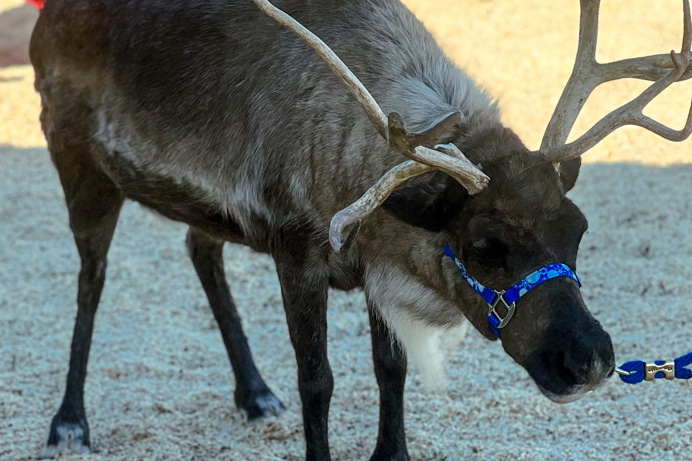 Kentucky Reindeer Farm | We Are Huntsville